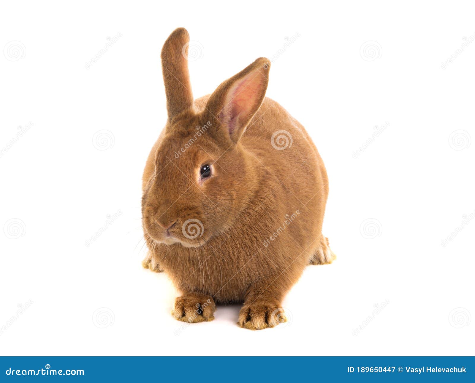 Brown Bunny Sitting on a White Stock Image - Image of sitting, small ...