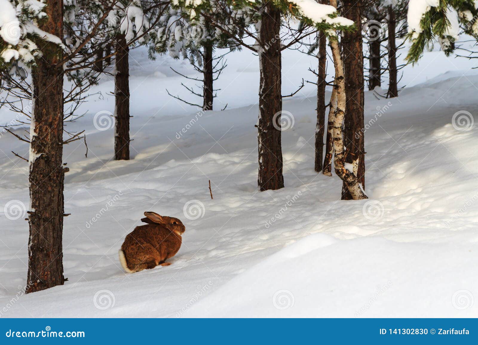 Brown Bunny in Snowy Forest on Winter Day Stock Photo - Image of rabbit ...
