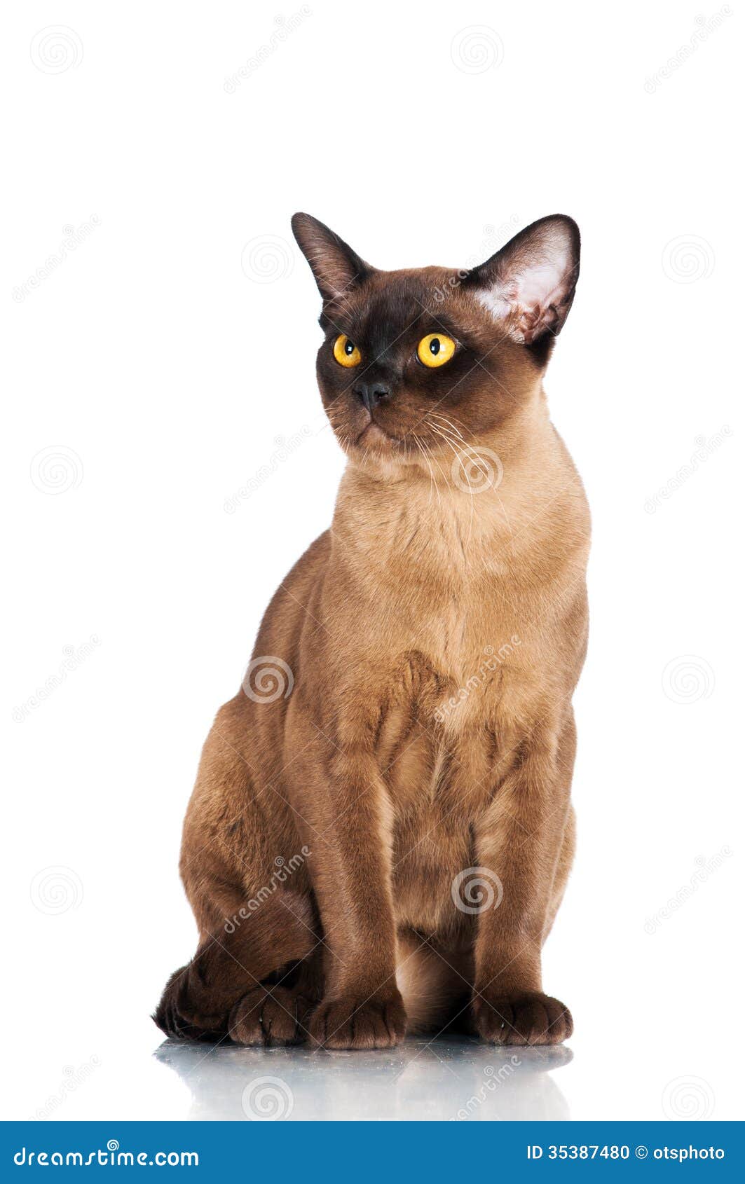 Brown burmese cat stock photo. Image of purebred, asian - 35387480