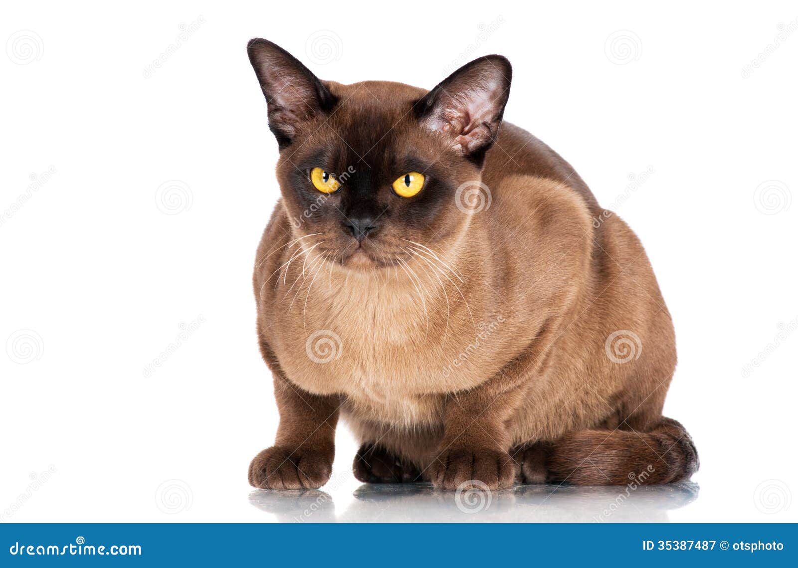 Brown burmese cat stock image. Image of domestic, breed - 35387487