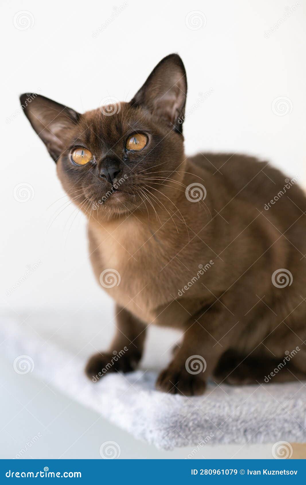 Brown Burmese Kitten Sits on a Shelf at Home Stock Image - Image of ...