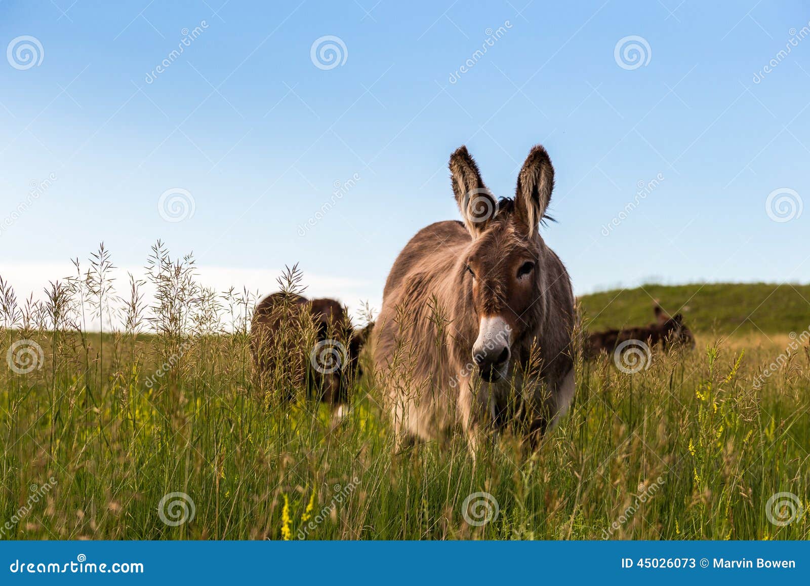 Brown Burro stock image. Image of burro, yellow, grass - 45026073