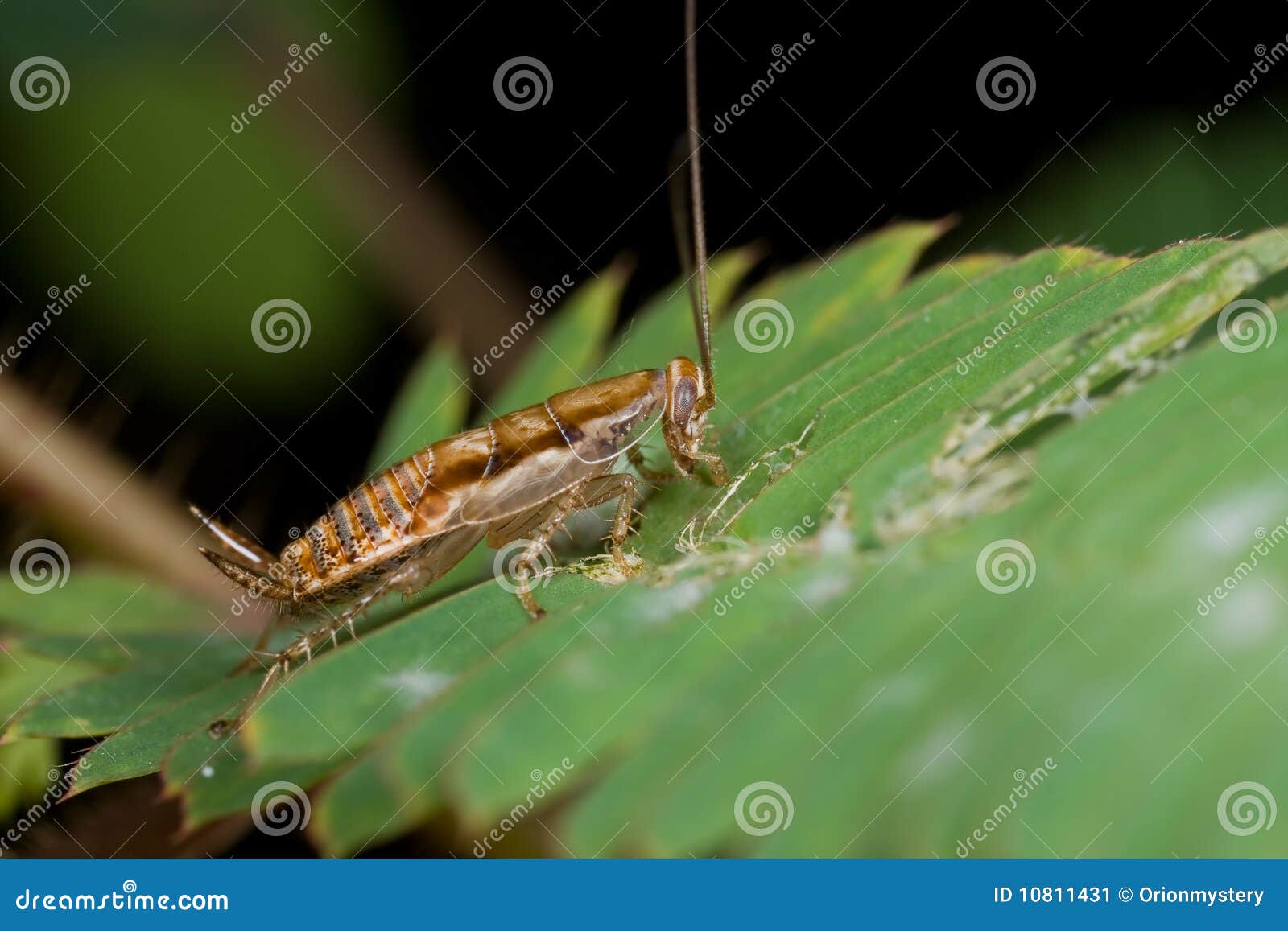 A Brown Bush Cockroach on Mimosa Leaf Stock Image - Image of bush, wild ...