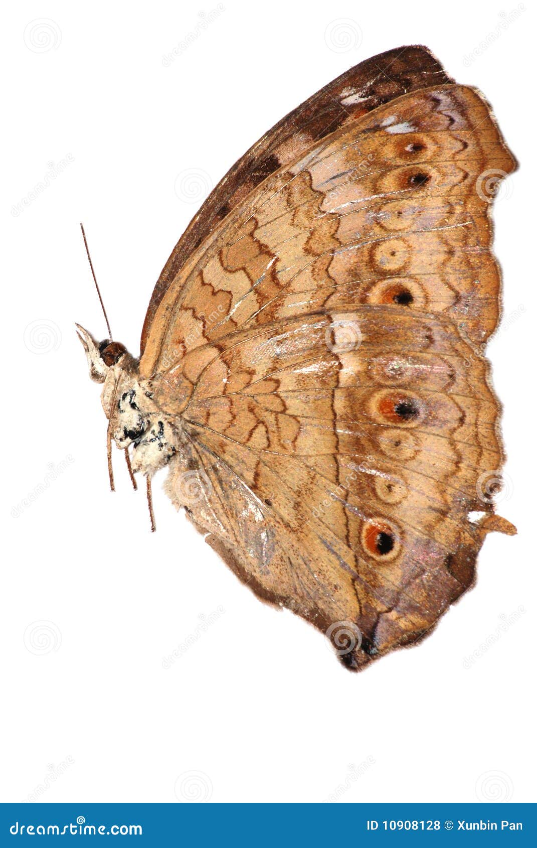 Brown butterfly stock photo. Image of delightful, dazzling - 10908128