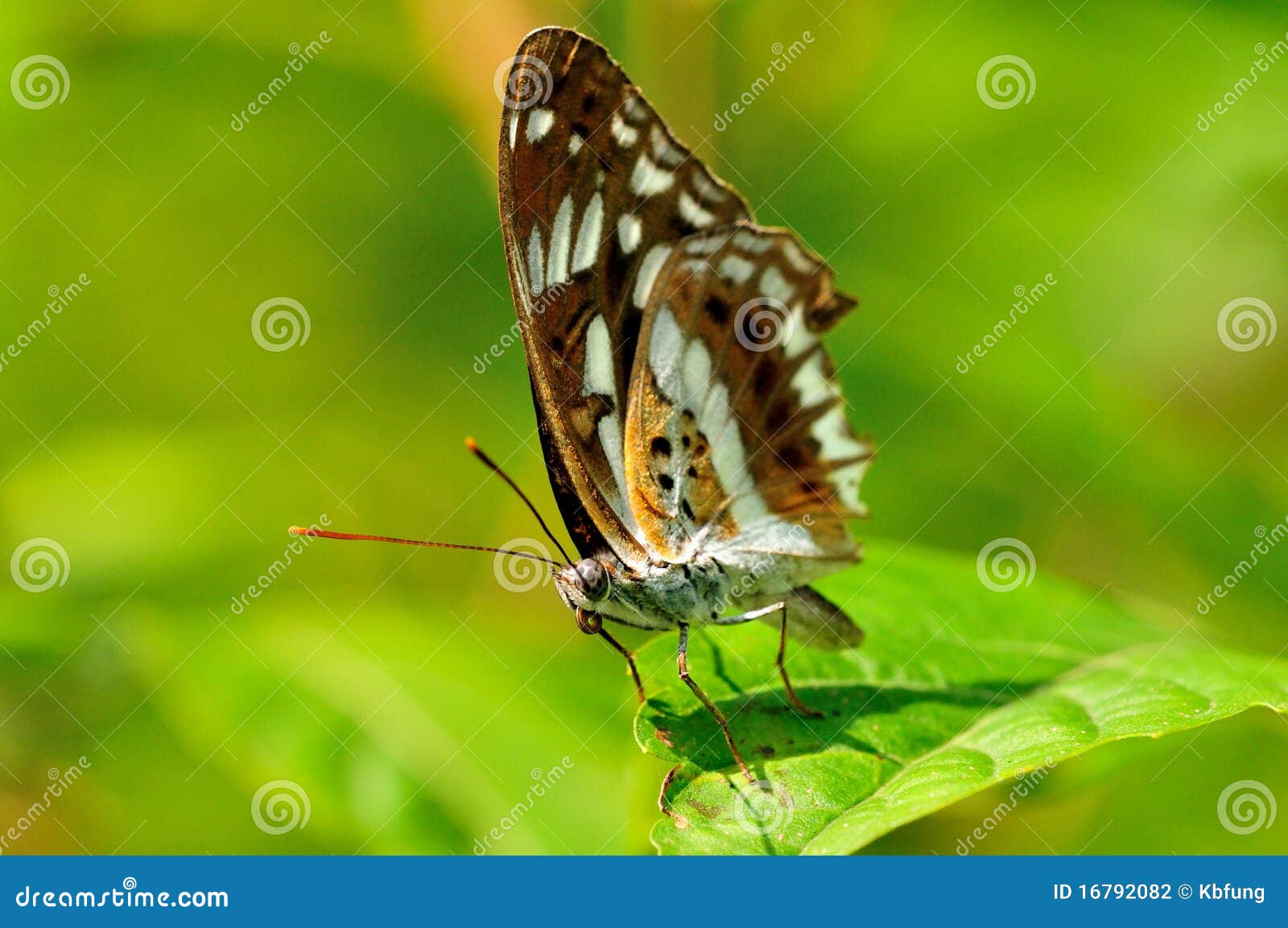 Brown butterfly stock photo. Image of grass, macro, butterfly - 16792082