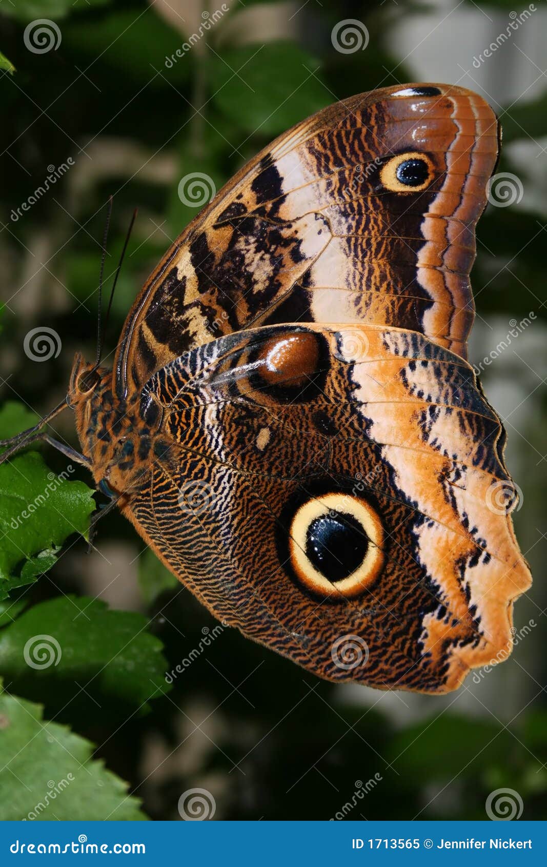Brown Butterfly stock image. Image of color, cute, gentle - 1713565