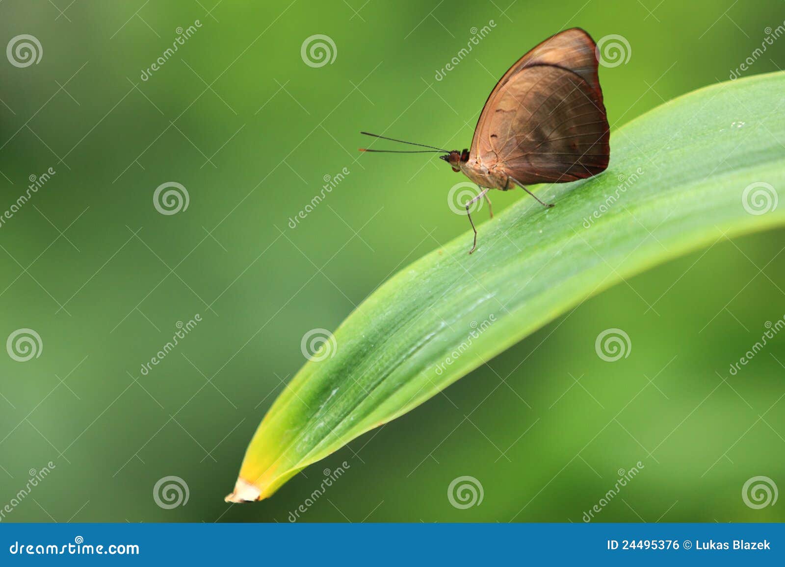 Brown butterfly stock photo. Image of animal, nature - 24495376