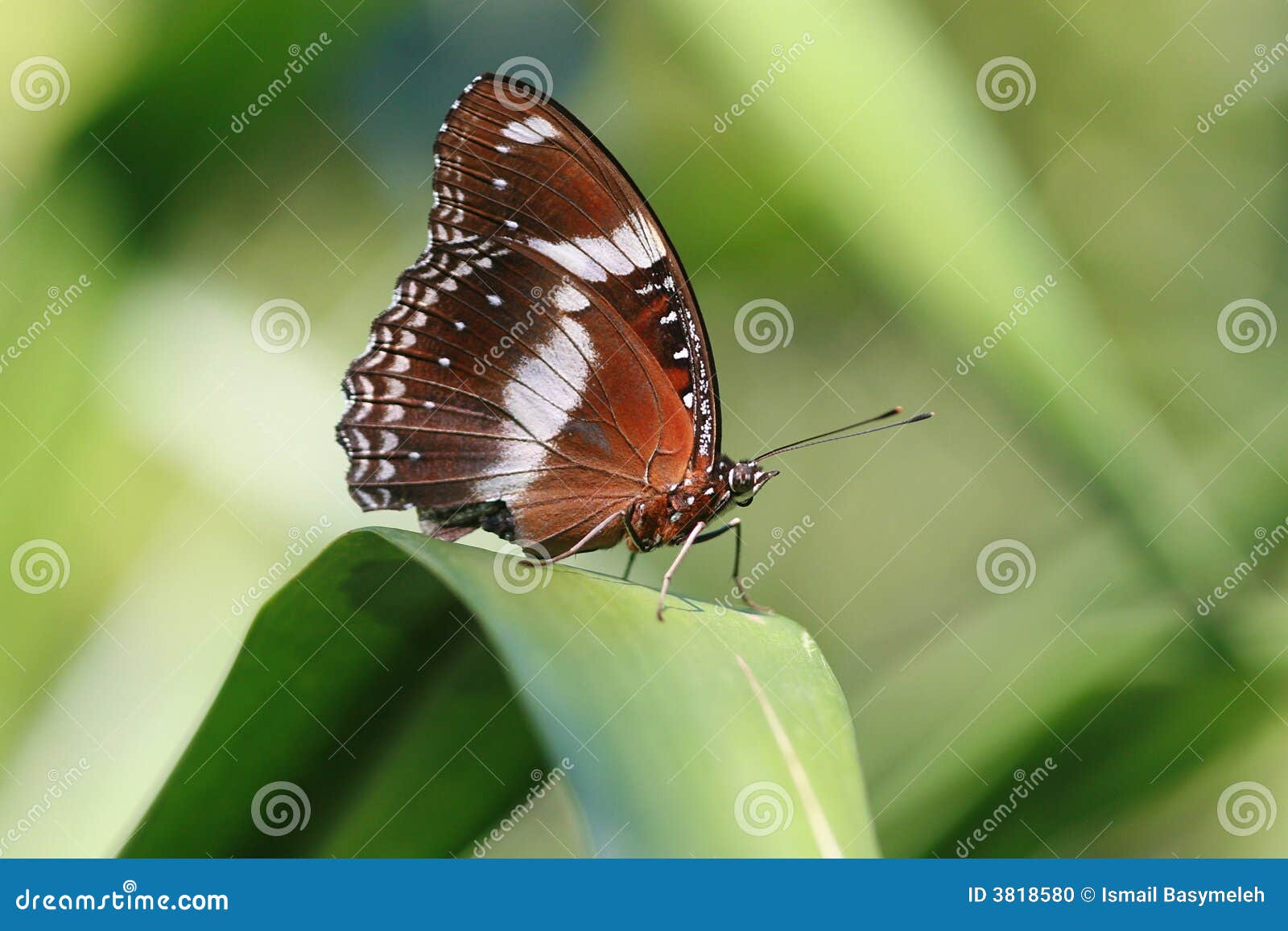 Brown Butterfly stock photo. Image of precision, gardens - 3818580