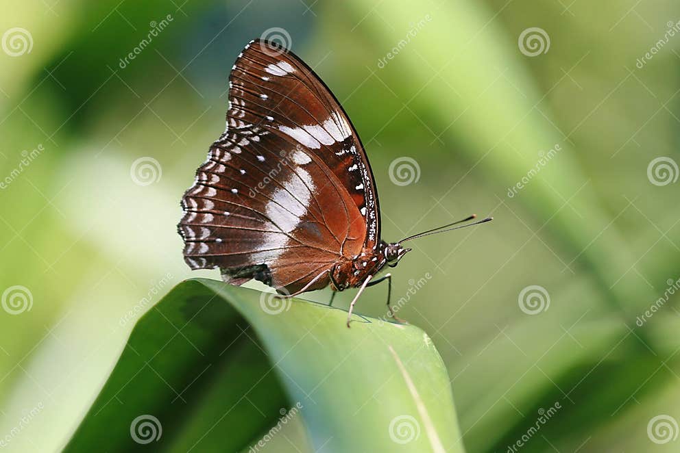 Brown Butterfly stock photo. Image of precision, gardens - 3818580