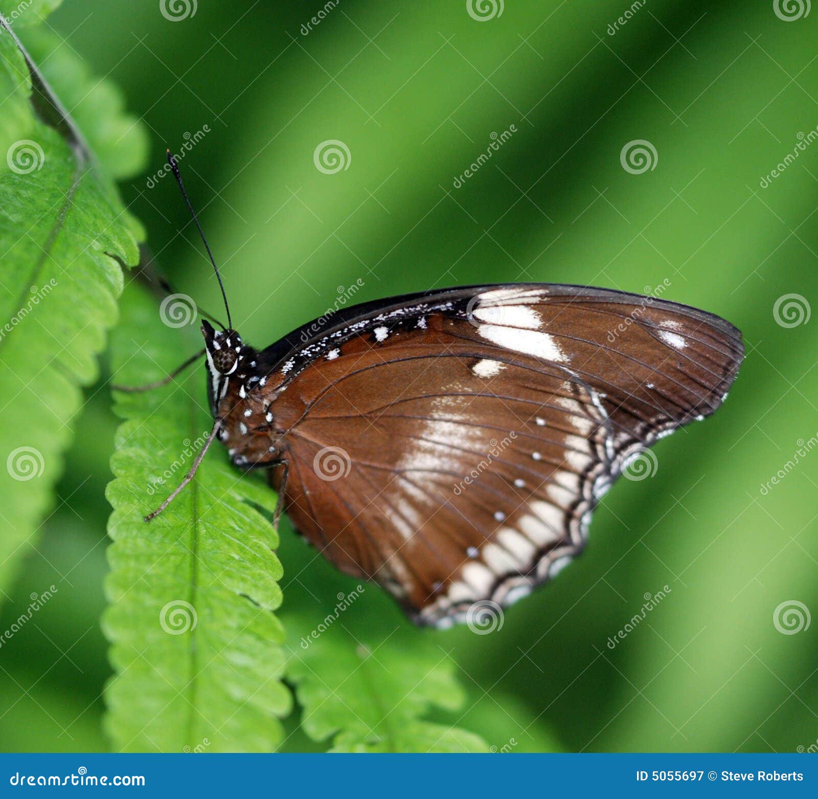 Brown butterfly stock image. Image of wildlife, brown - 5055697