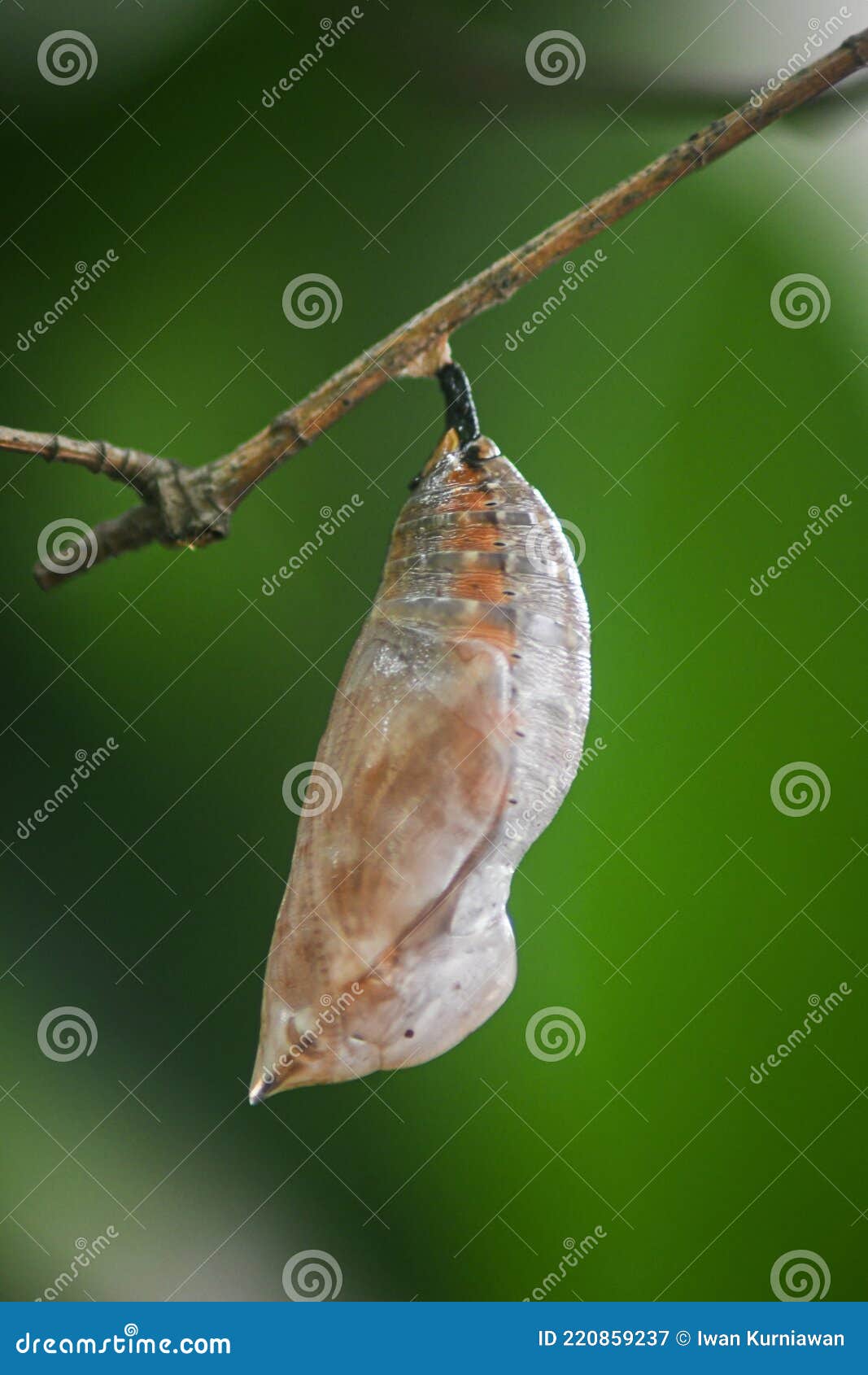 Brown Butterfly Cocoons stock image. Image of arthropod - 220859237