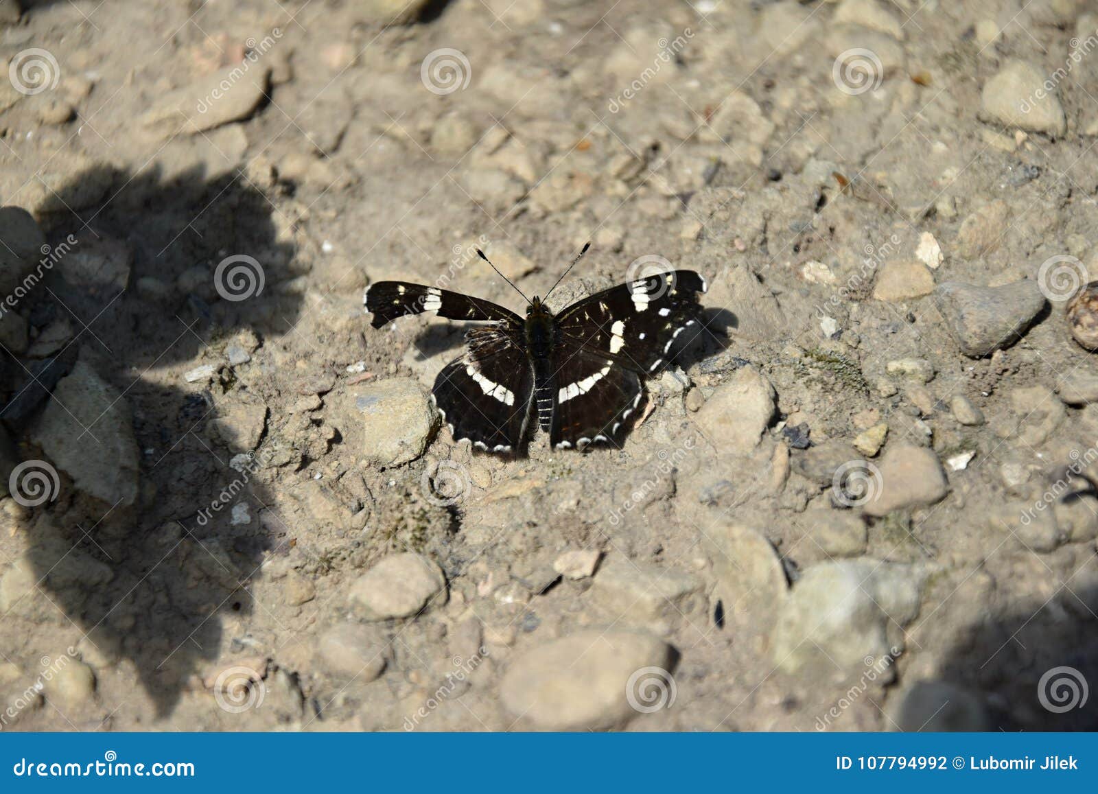 Brown Butterfly with Damaged Left Wing Stock Photo - Image of beautiful ...