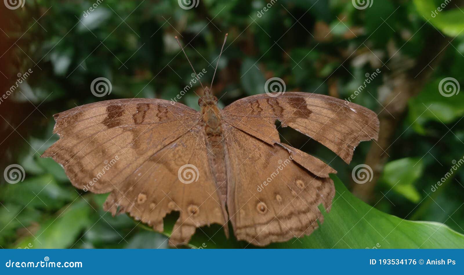 Butterfly With Damaged Wing Royalty-Free Stock Photography ...