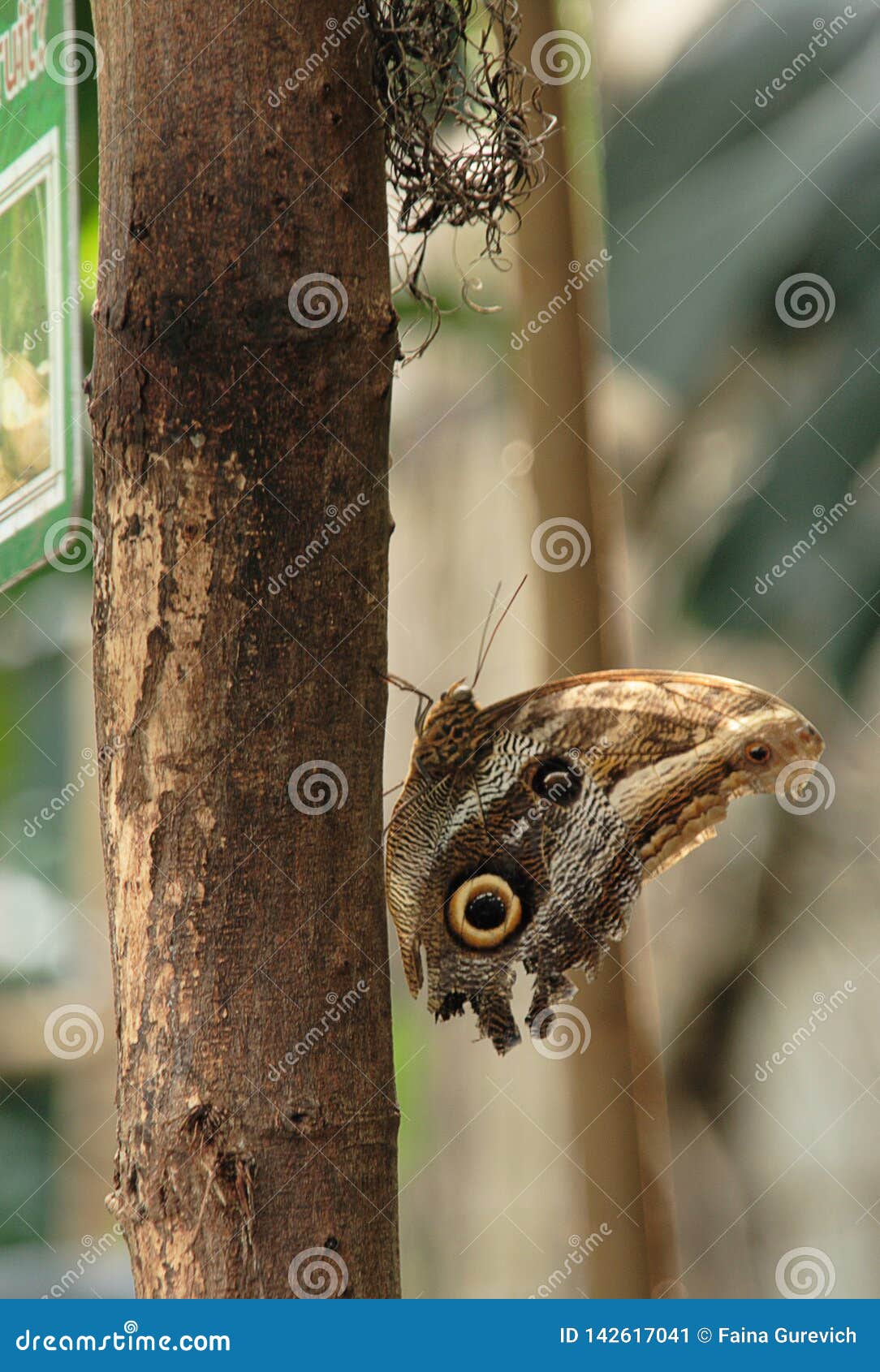 Brown Butterfly on a Tree Trunk Stock Image - Image of delicate, beauty ...
