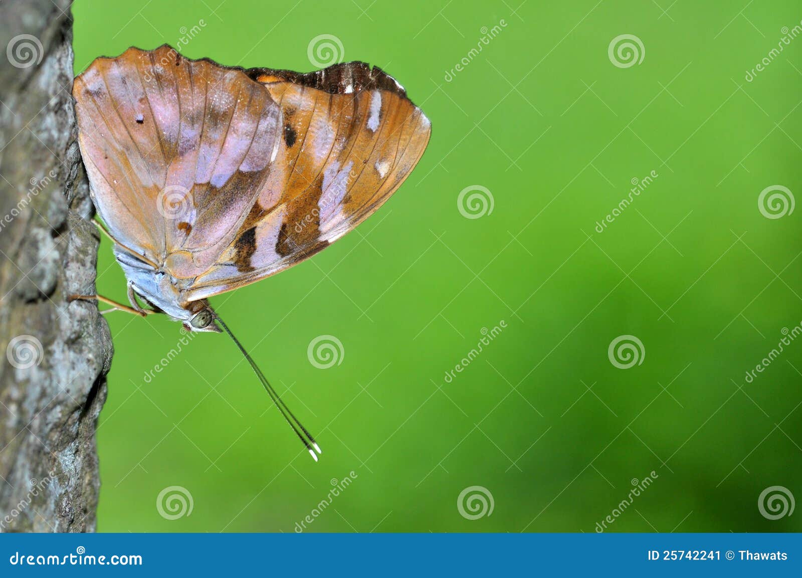 Butterfry Stock Photos - Free & Royalty-Free Stock Photos from Dreamstime
