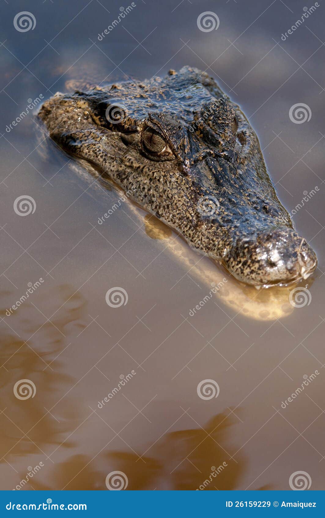 Brown Caiman obraz stock. Obraz złożonej z kolor, dziki - 26159229