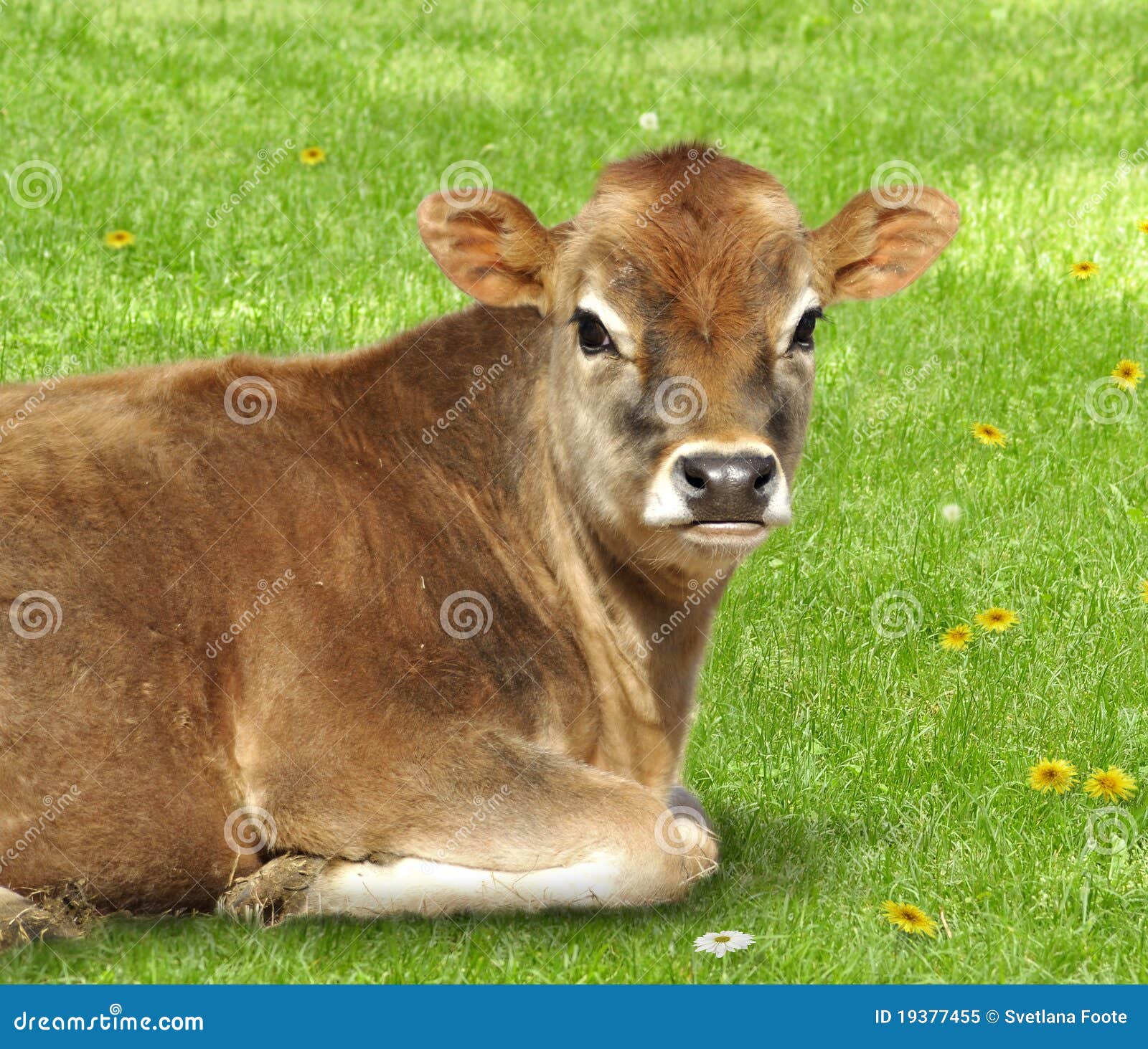 Brown calf stock image. Image of outside, calf, pasture - 19377455