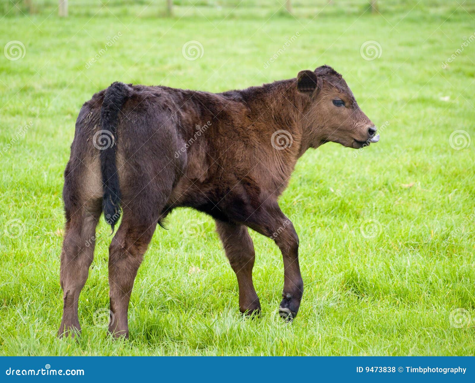 Brown Calf stock photo. Image of rural, calf, nature, cattle - 9473838