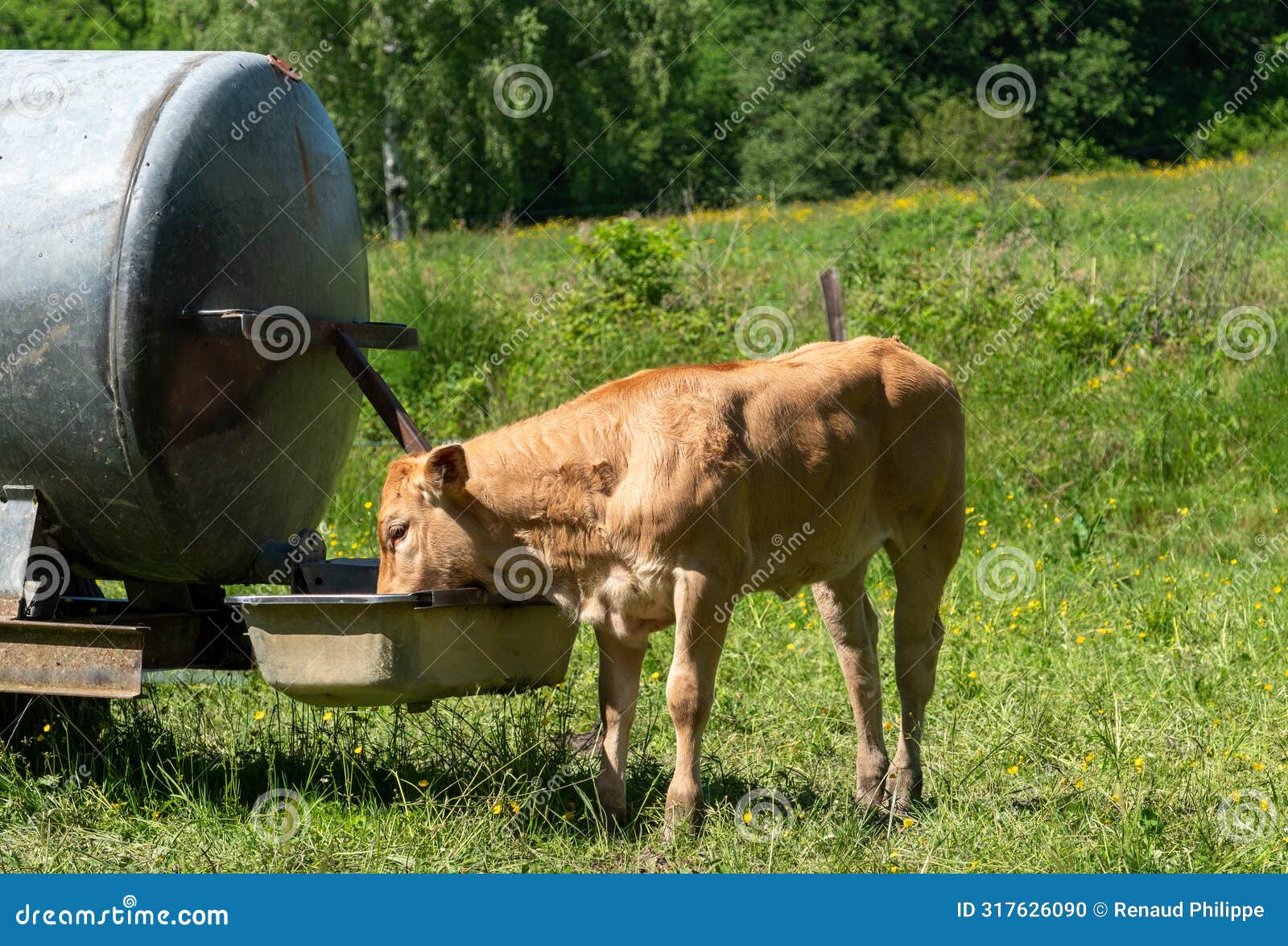 Brown Calf Drinks from the Water Trough Stock Photo - Image of ...