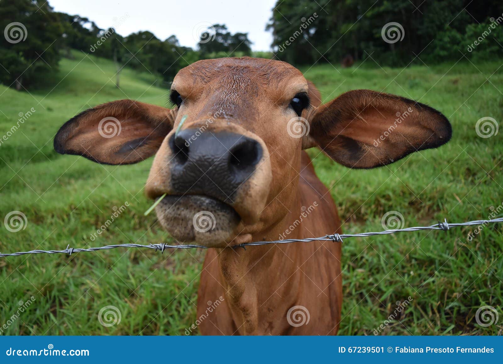 Brown calf face stock image. Image of newborn, grass - 67239501