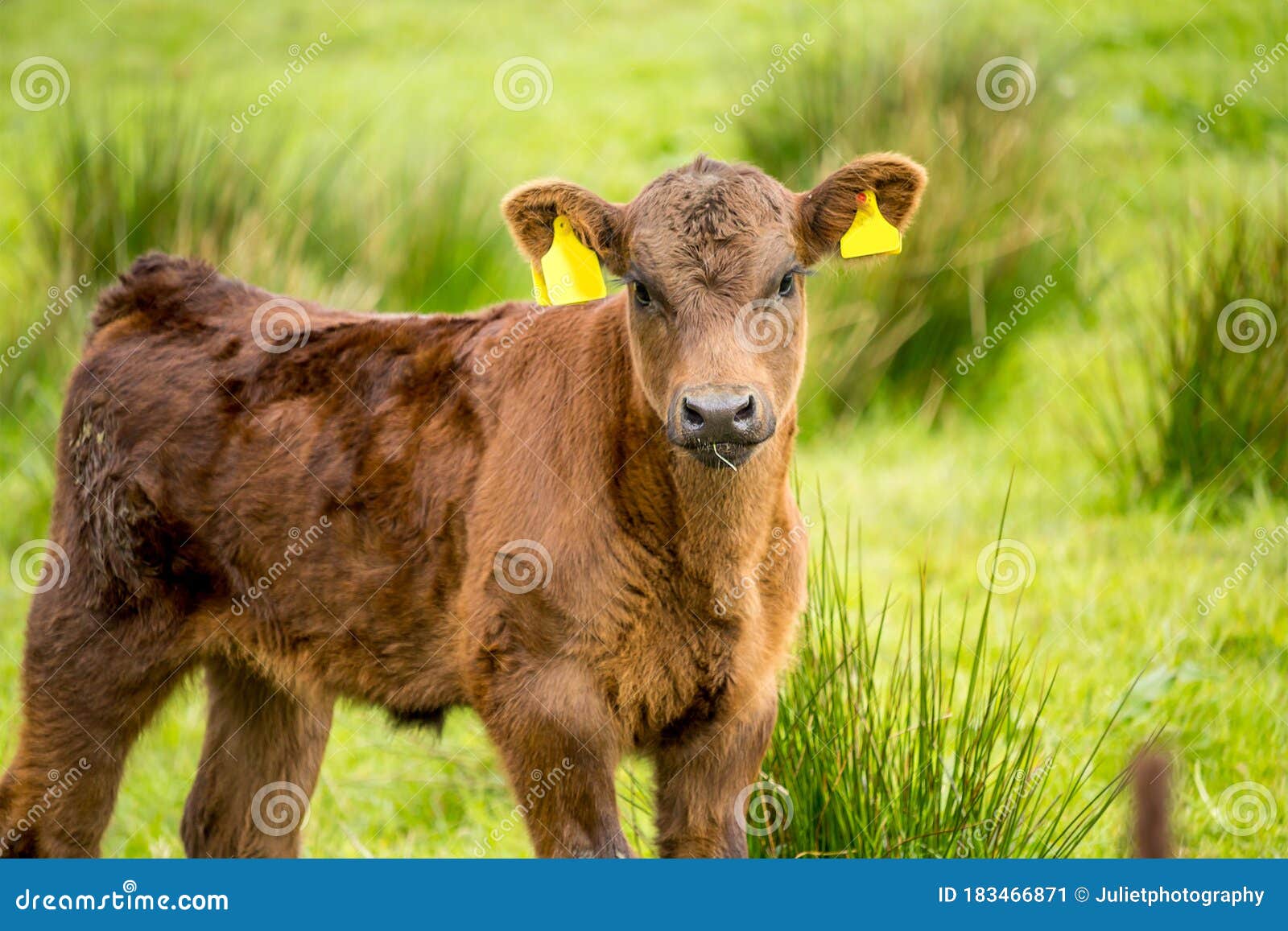 A Brown Calf in the Fields in Spring, Glen Mavis, Scotland, UK Stock ...