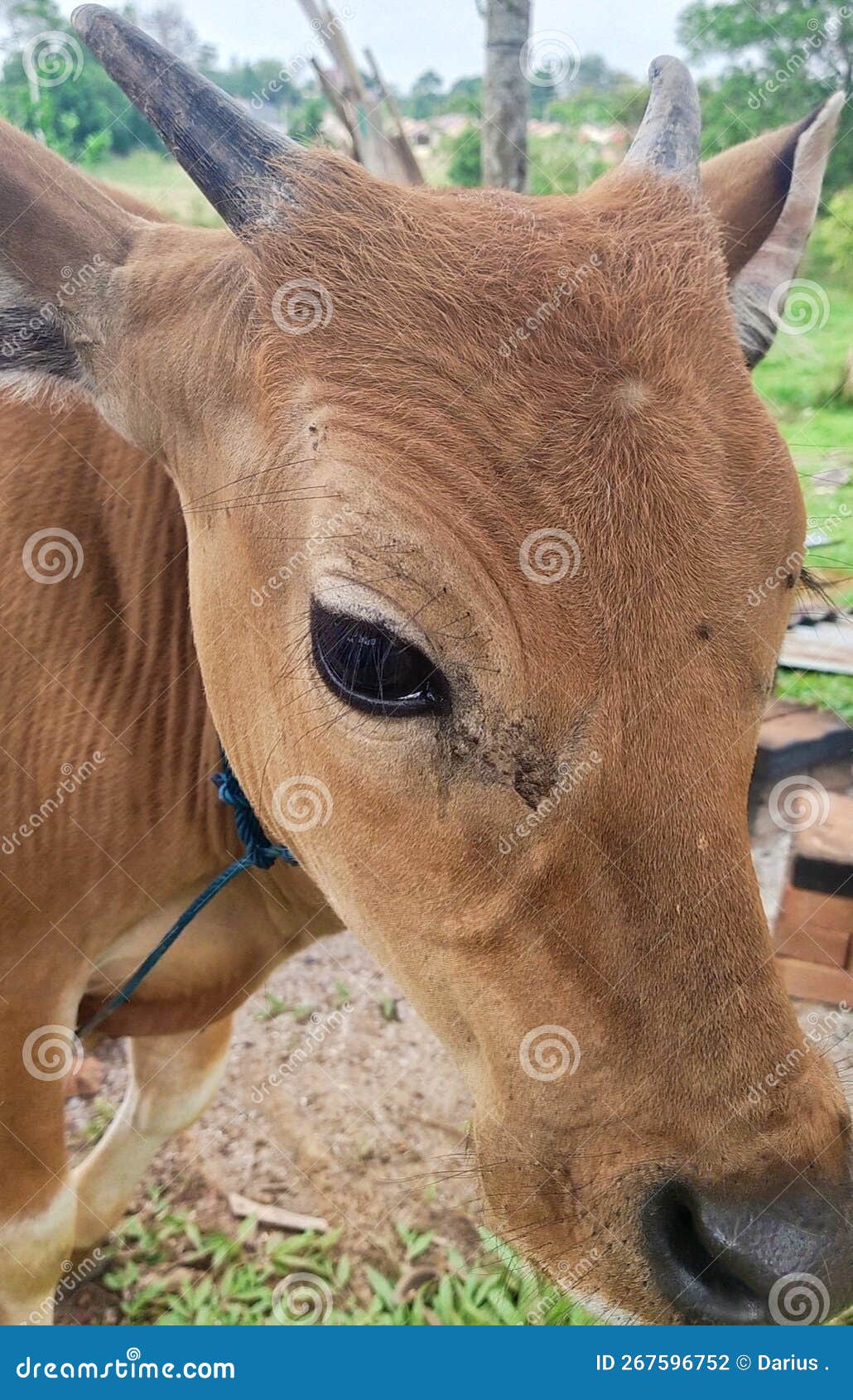 The Brown Calf Looks Sad and Glazed Stock Photo - Image of looks ...