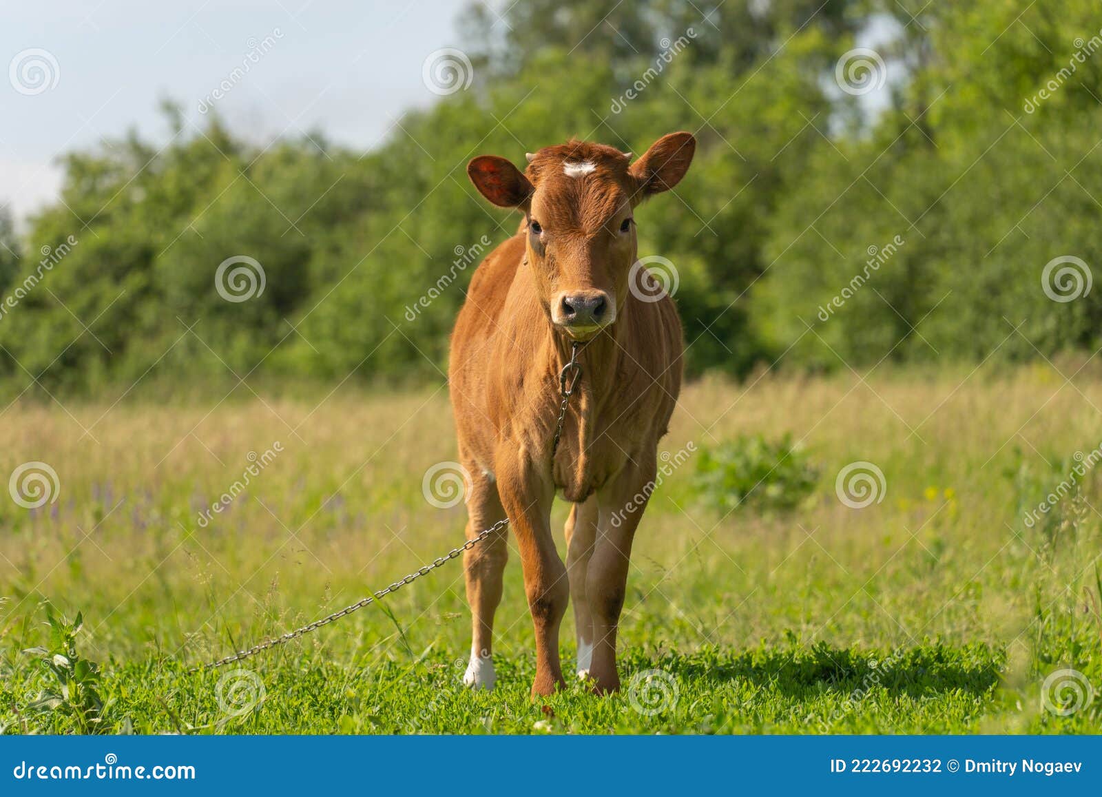 Brown Calf Tied Up in a Meadow Stock Photo - Image of black, animal ...