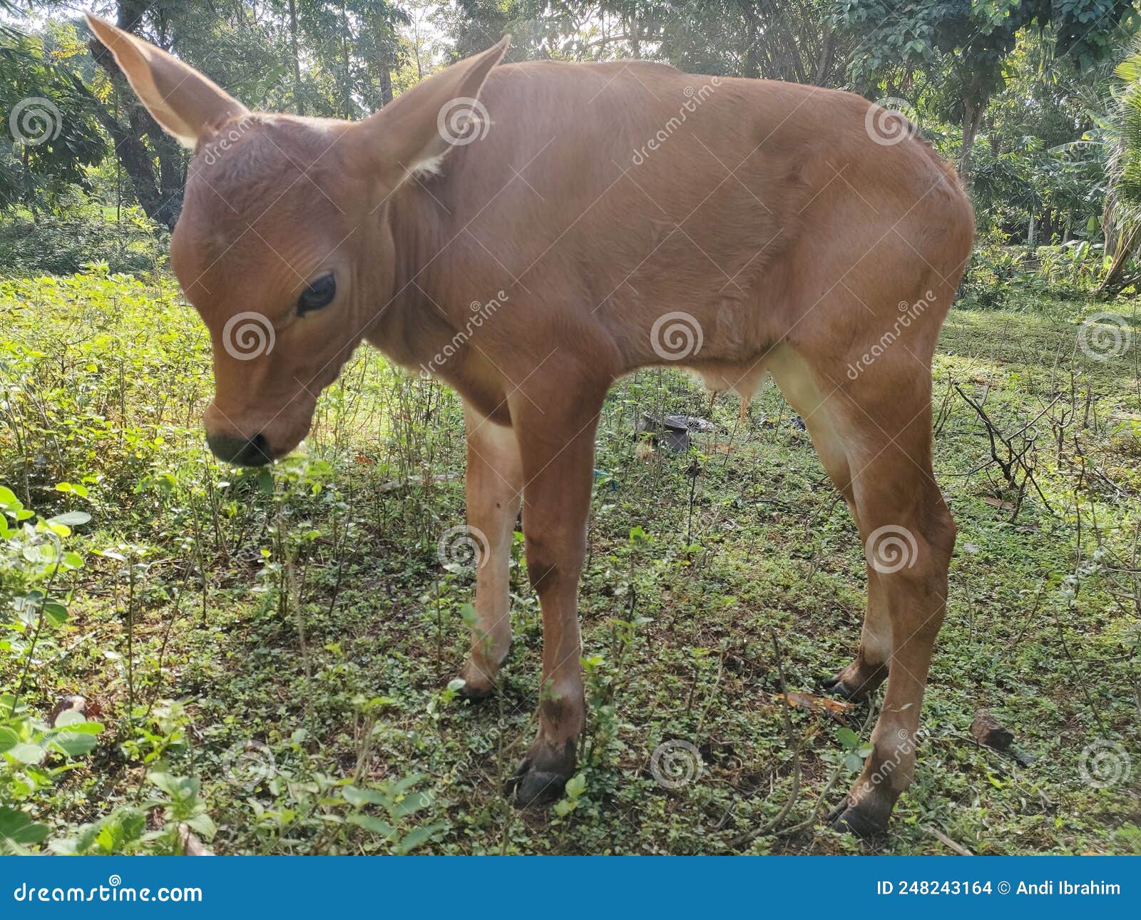 Brown Calves Eating on Green Grass Stock Photo - Image of stallion ...