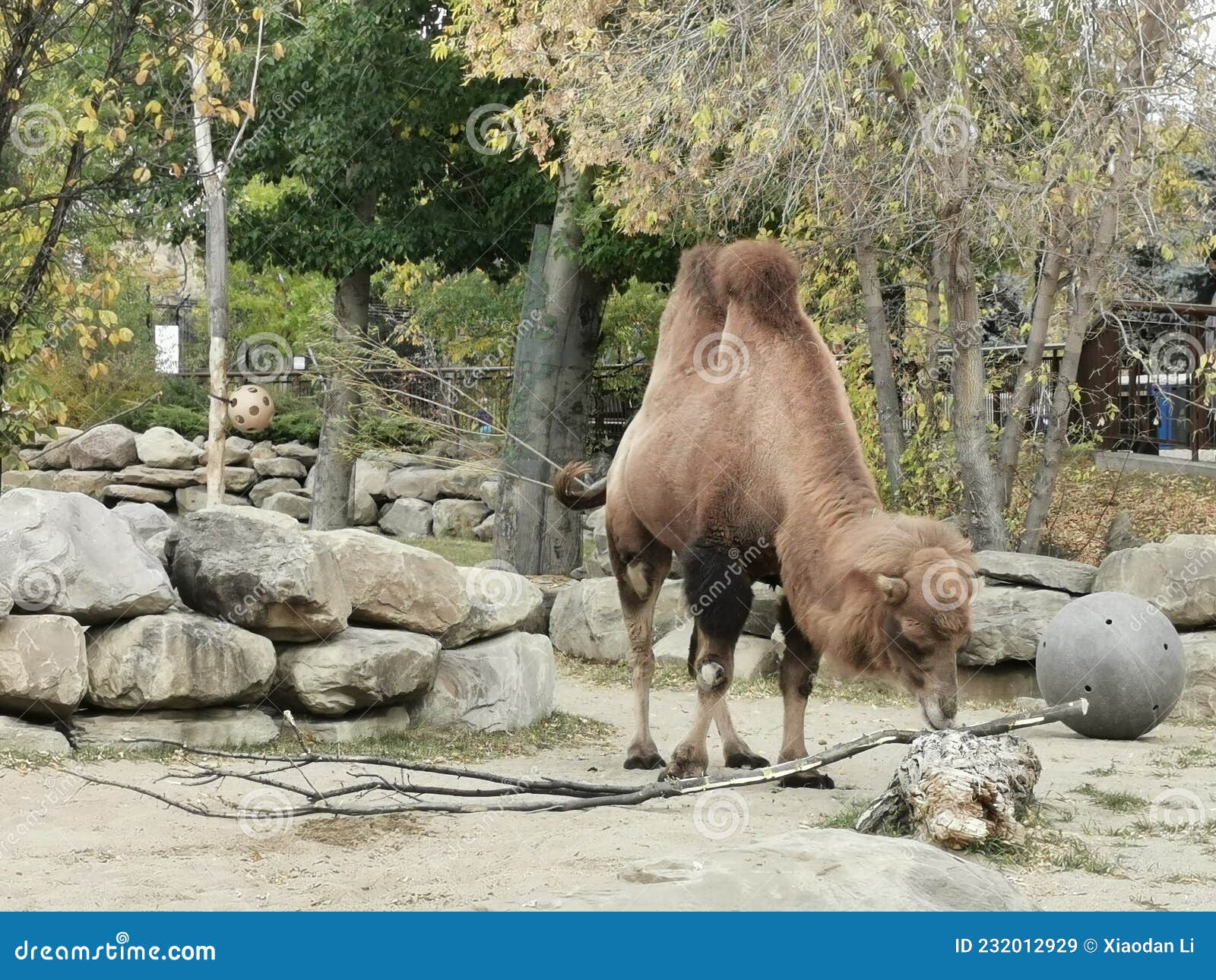 Brown Camel Feeding on Branch in a City Zoo Stock Image - Image of ...