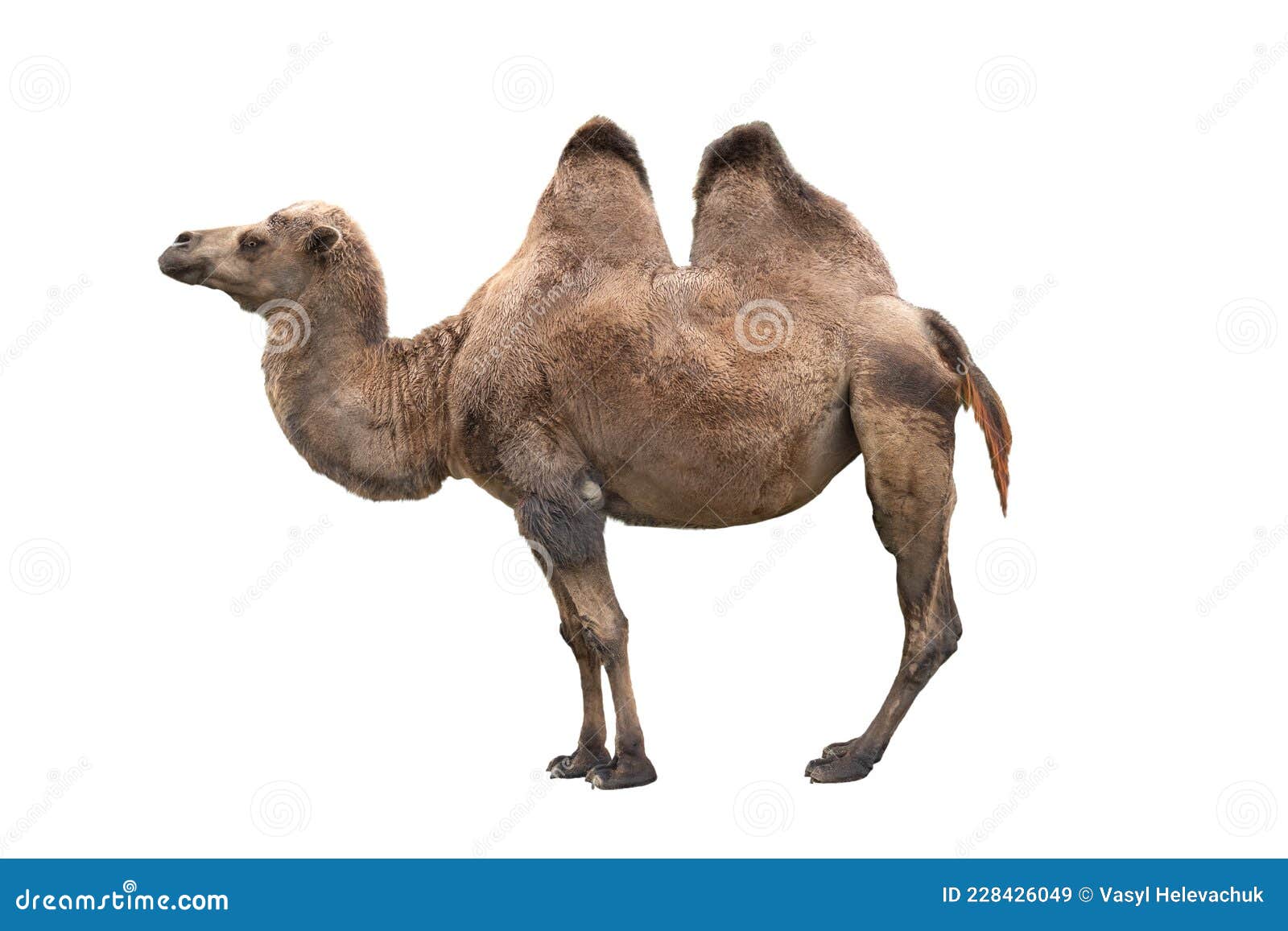 Brown Camel Isolated on White Stock Image - Image of animal, mammals ...