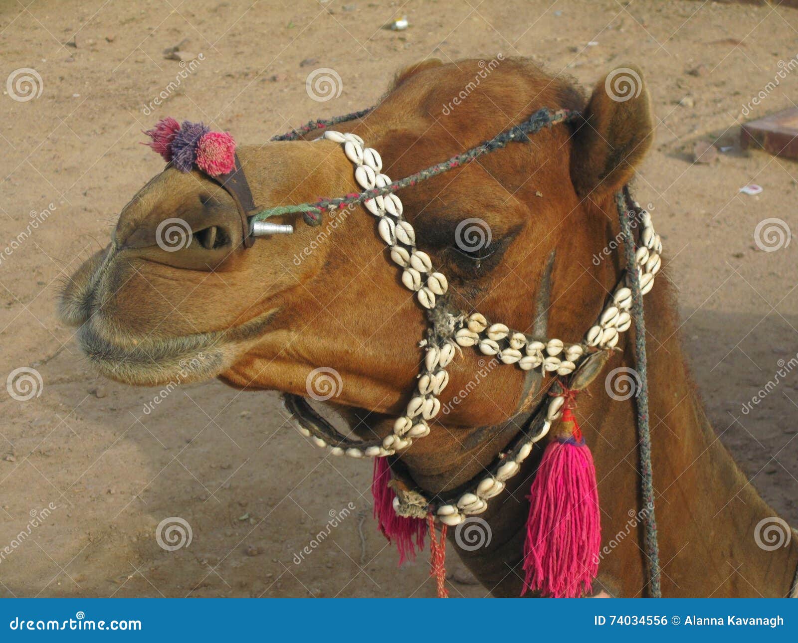 Brown Camel s Face stock photo. Image of face, brown - 74034556