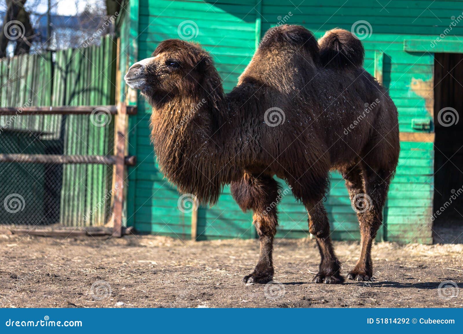 Brown camel in zoo stock photo. Image of african, farm - 51814292