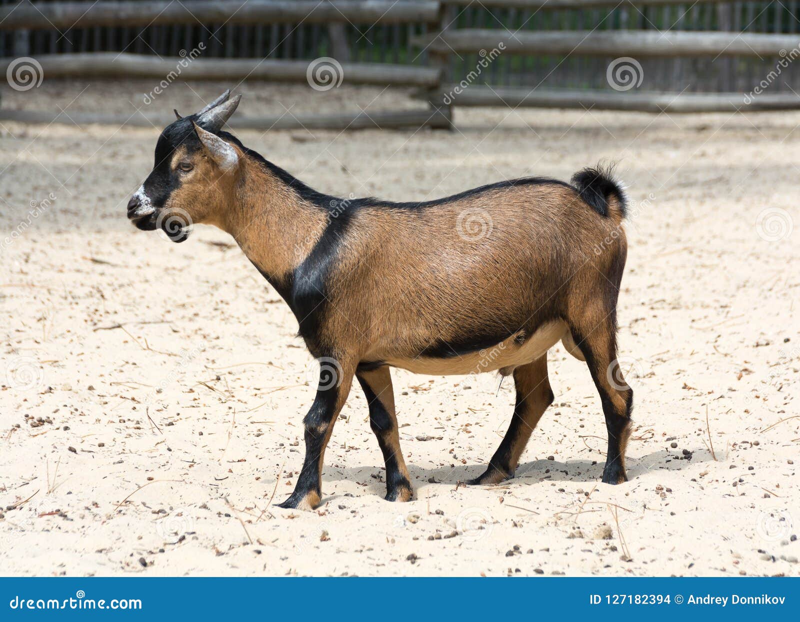 Brown Cameroon Dwarf Goat Standing on the Sand Stock Photo - Image of ...