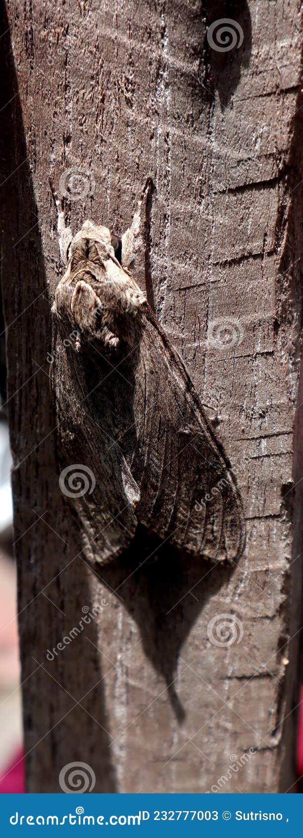 Moth. Close Photo Of Moth Shows Distinctive Red Eyes And Hooked White ...