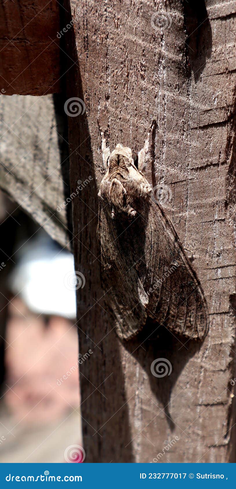 Brown Camouflage Moth Close-up Shoot. Stock Image - Image of camouflage ...