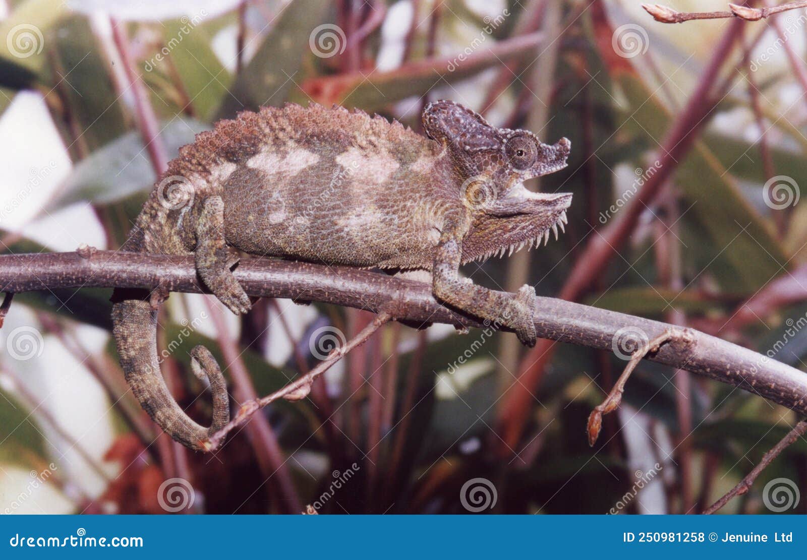 Unique lizard on a branch stock photo. Image of branch - 250981258