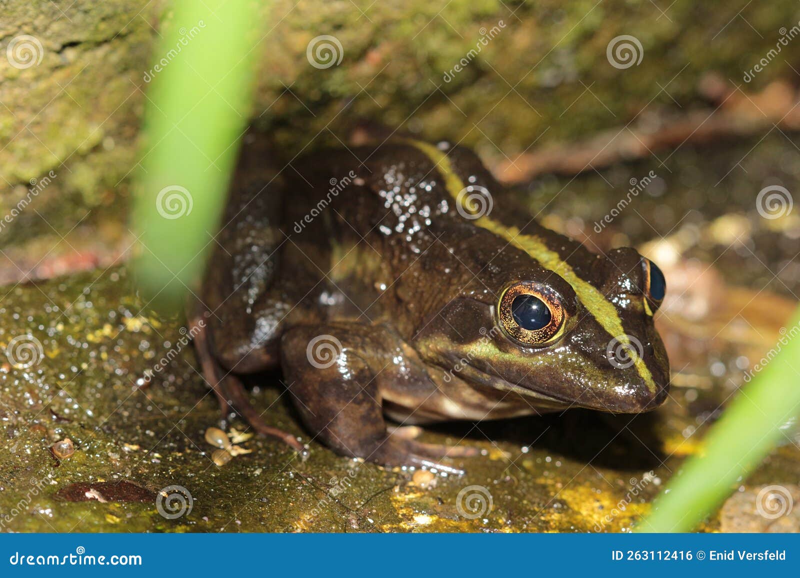 Brown Cape River Frog in a Stream Stock Photo - Image of color, closeup ...