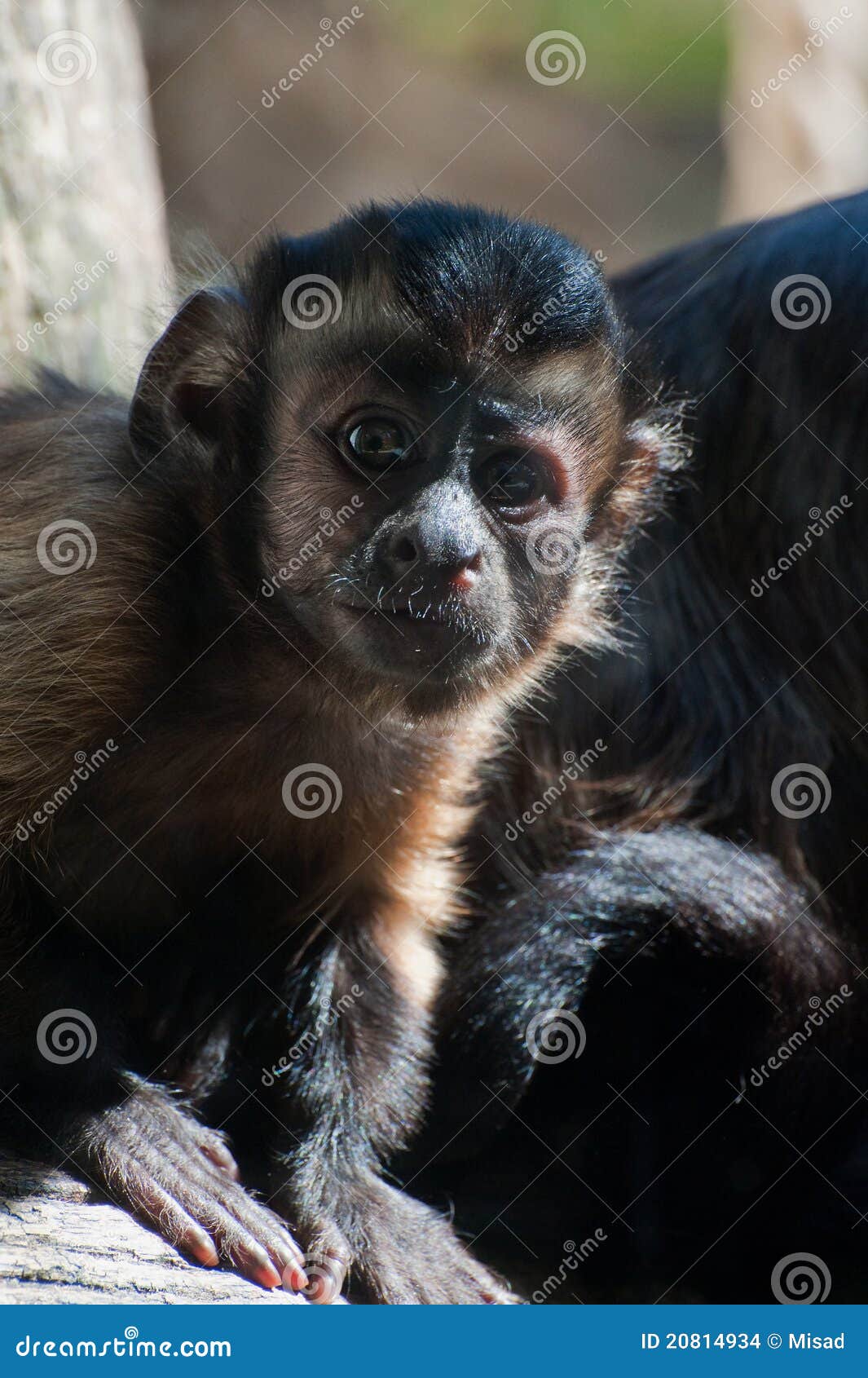 Brown Capuchin stock photo. Image of black, cebus, hand - 20814934