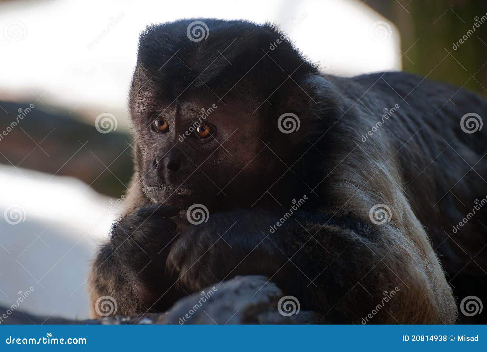 Brown Capuchin Or Black-striped Capuchin Or Bearded Capuchin, Cebus ...