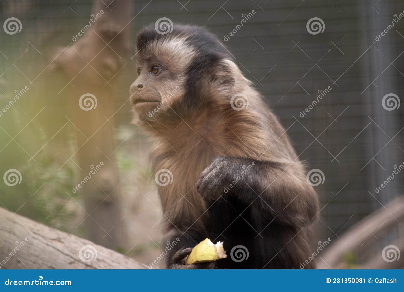 The Brown Capuchin Monkey is Eating Stock Image - Image of wildlife ...