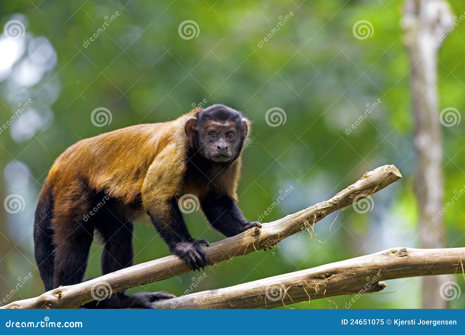 Brown Capuchin Monkey stock image. Image of climbing - 24651075