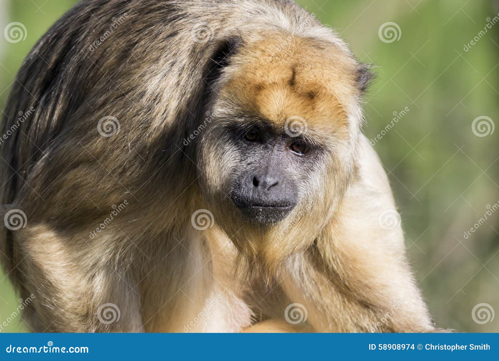 Brown Capuchin Or Black-striped Capuchin Or Bearded Capuchin, Cebus ...