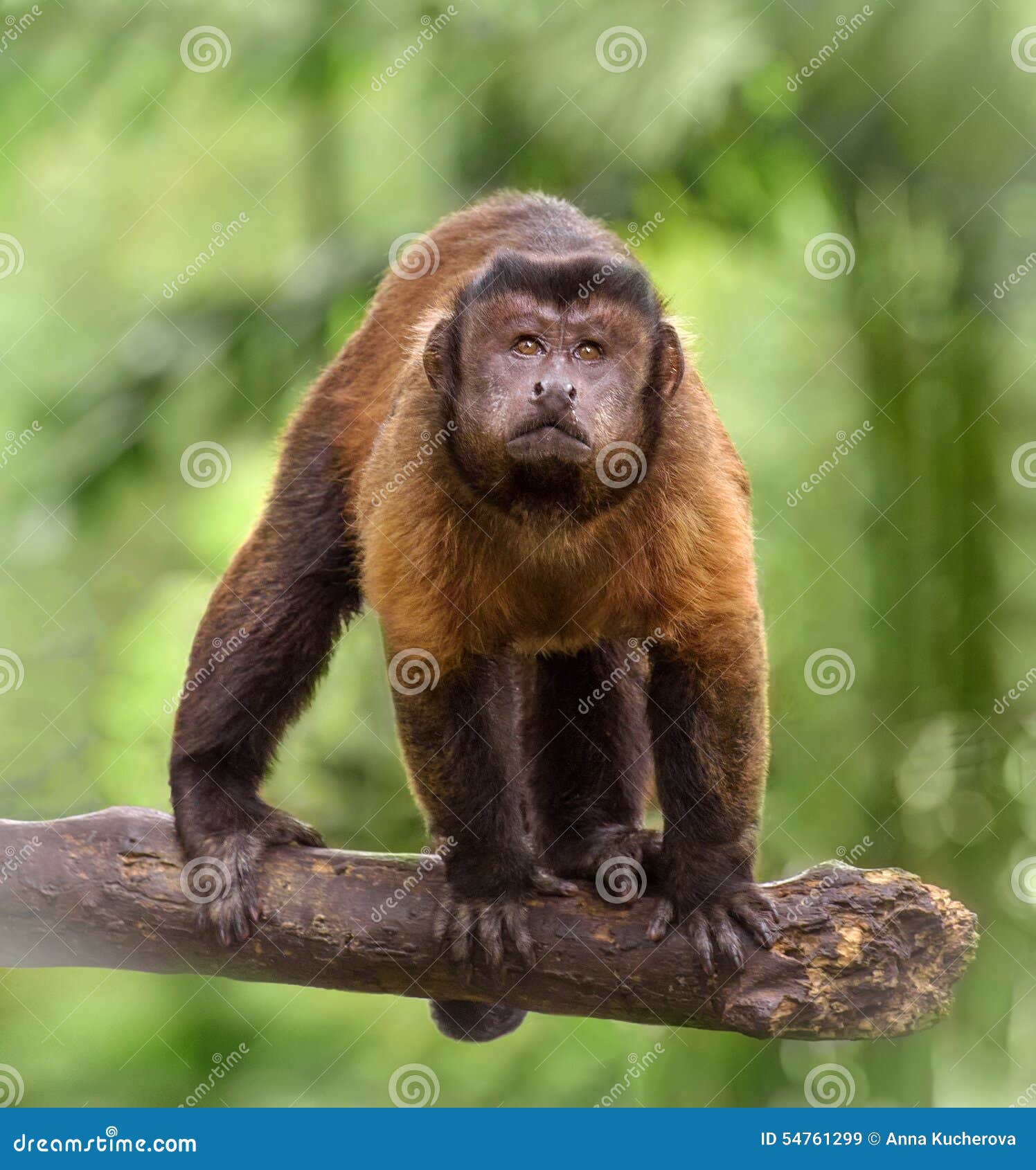 Capuchin Monkey Standing Up