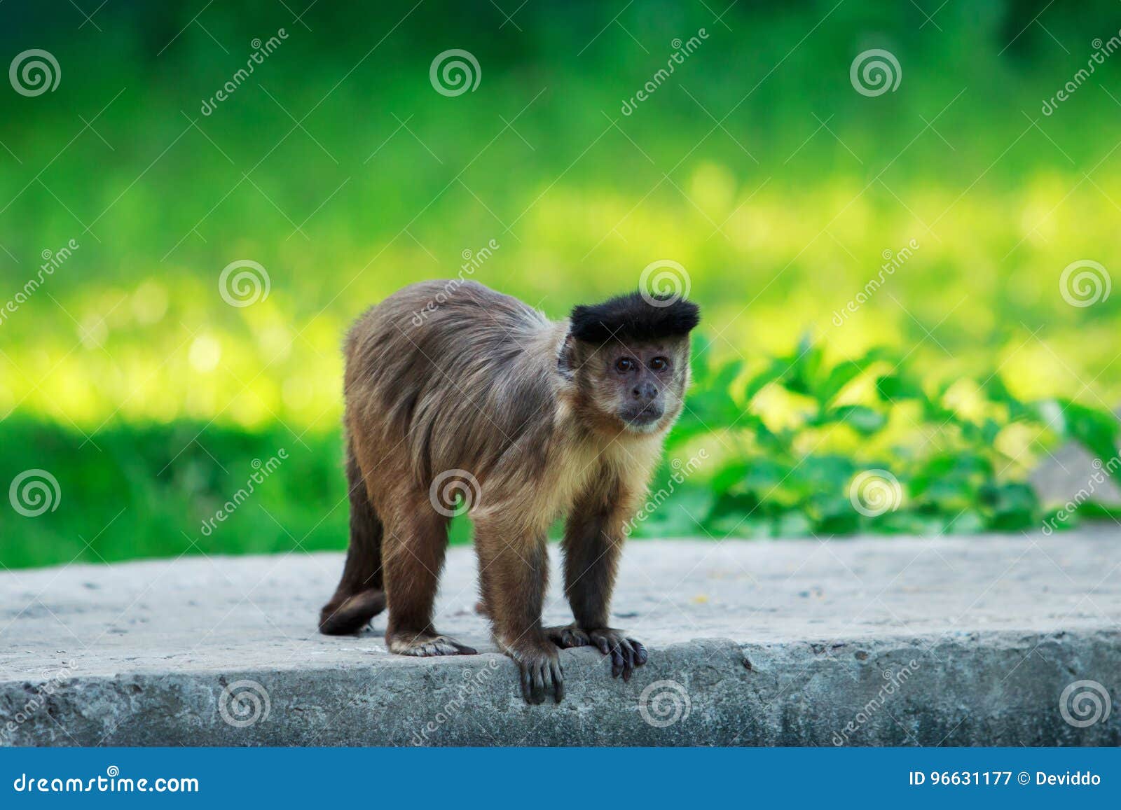 Brown capuchin monkey stock image. Image of grass, green - 96631177