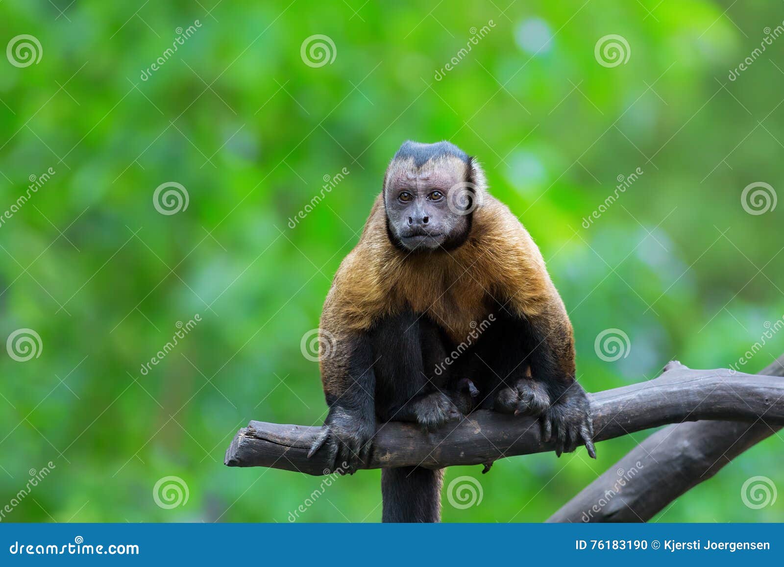 Brown Capuchin monkey stock photo. Image of animal, mammal - 76183190