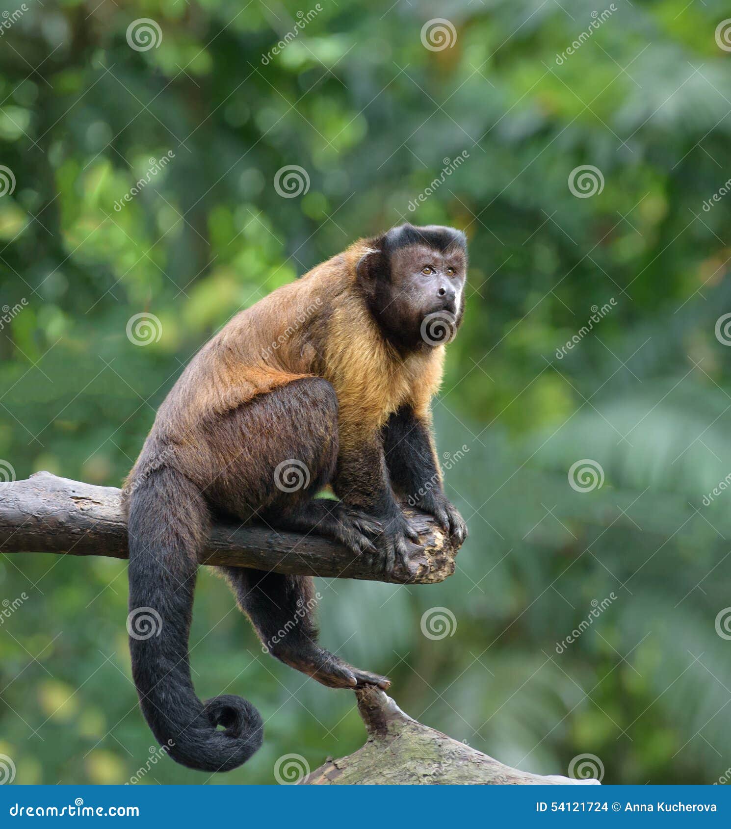 Brown Capuchin Or Black-striped Capuchin Or Bearded Capuchin, Cebus ...