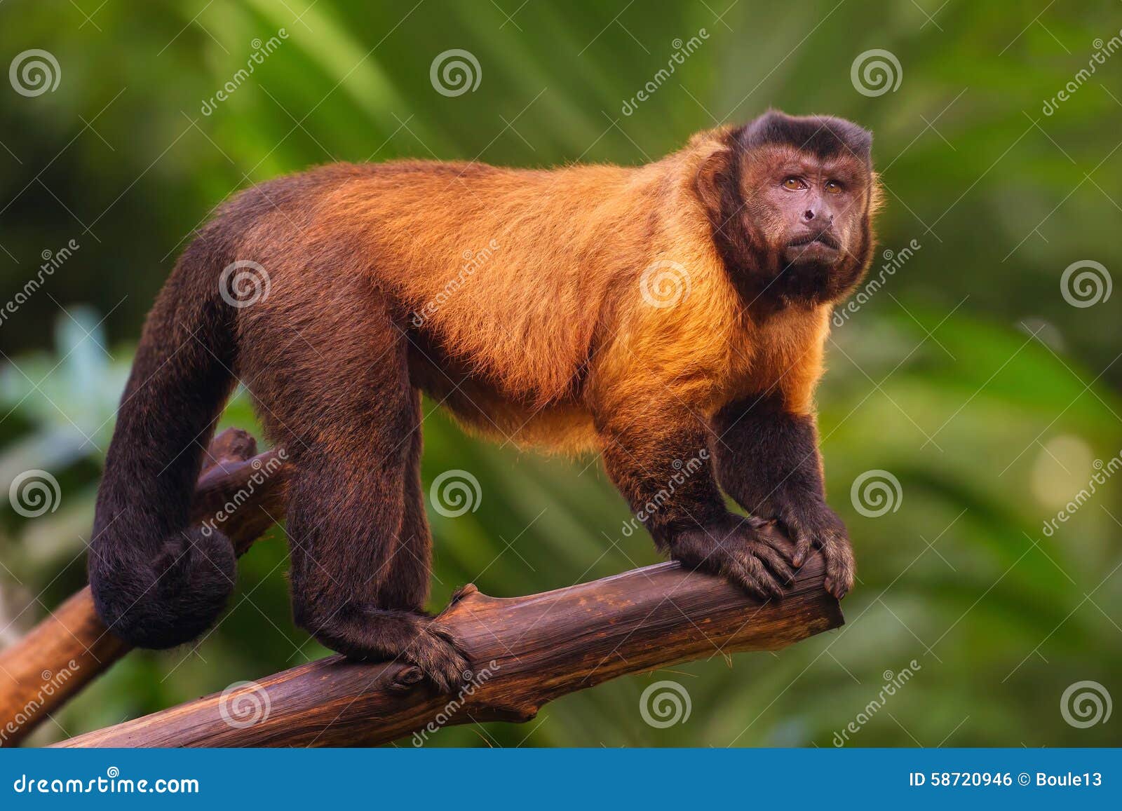 Brown Capuchin Monkey Sitting among the Trees Stock Photo - Image of ...