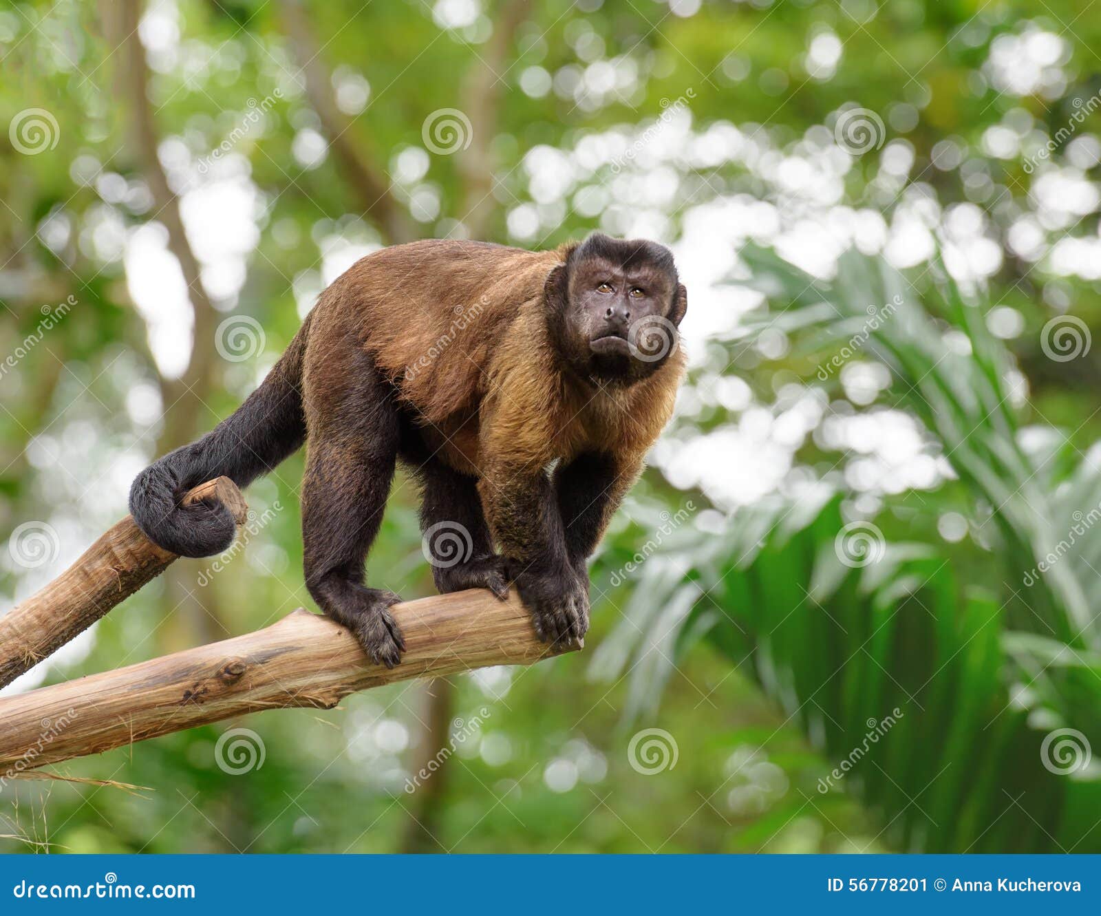 Brown capuchin monkey stock image. Image of brown, anxious - 56778201