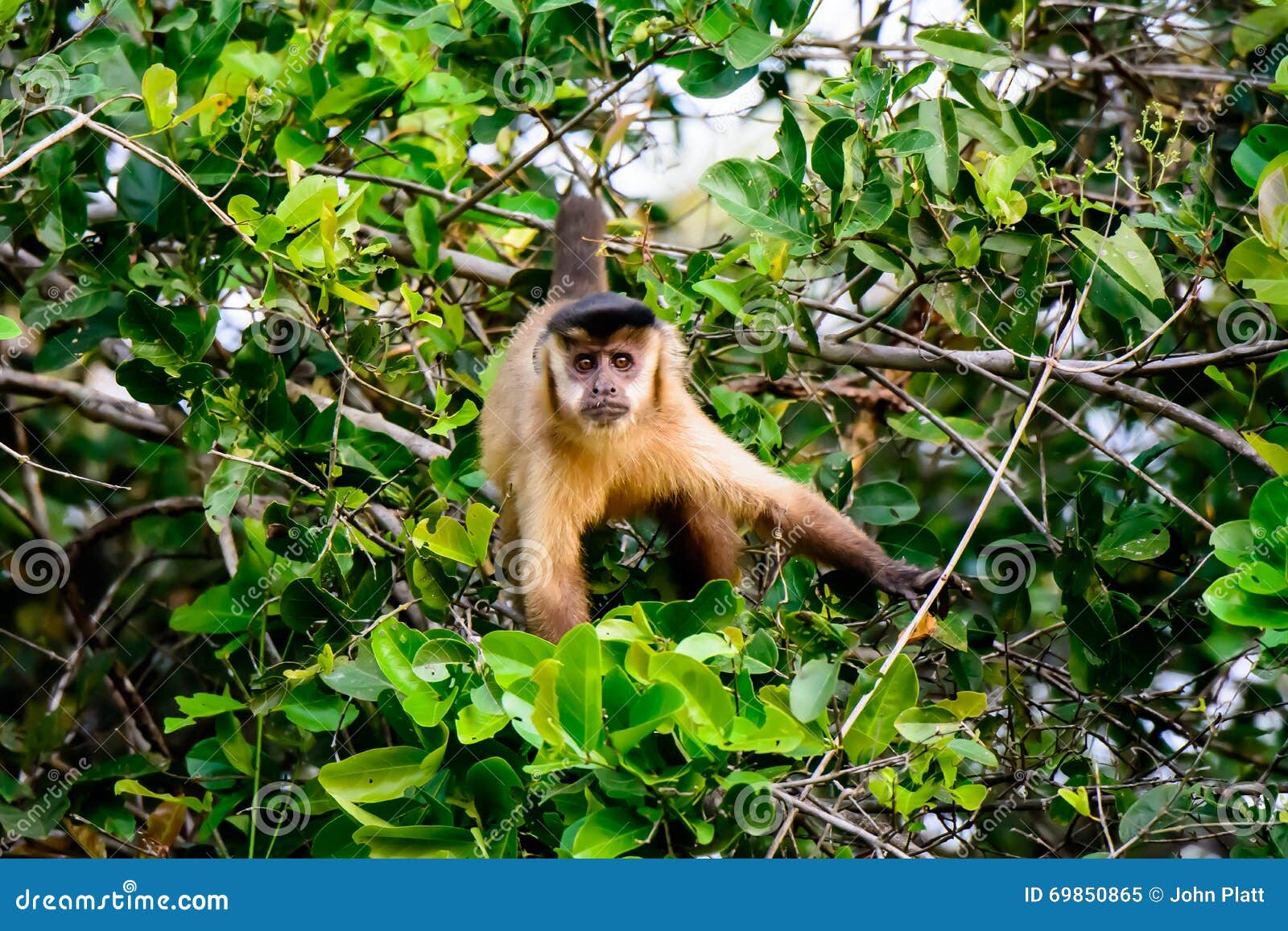 A Monkey Is Watching The Photographer. | CartoonDealer.com #202154037