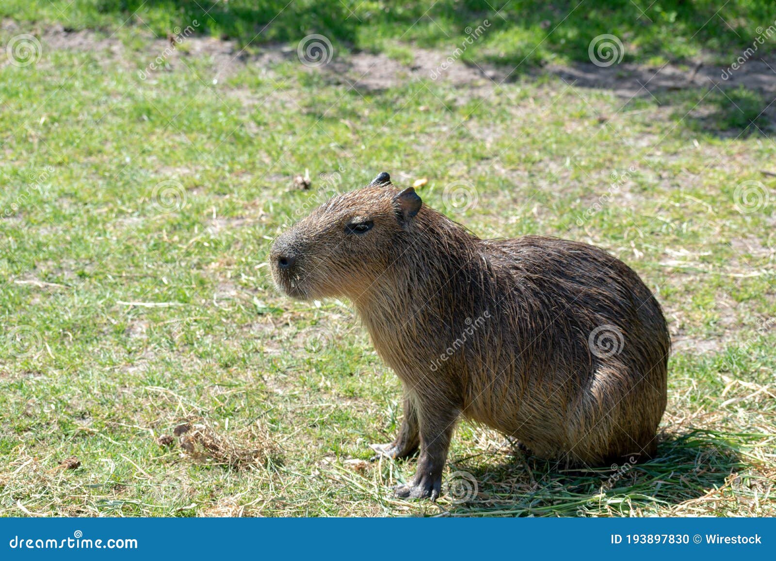 Brown Capybara on Green Grass Stock Photo - Image of closeup, carnivore ...